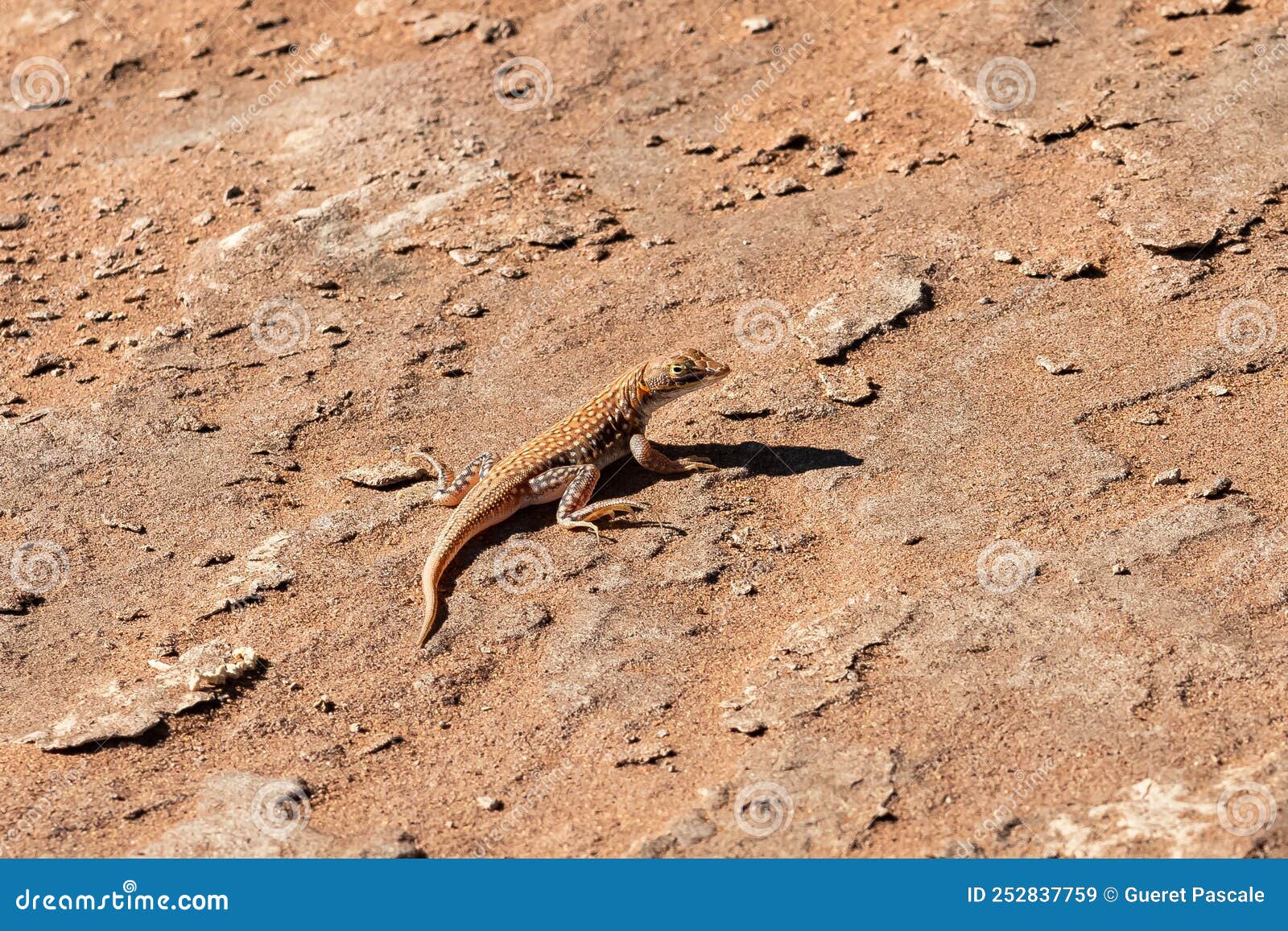Shovel-snouted Lizard in Namibia Stock Image - Image of diving, ground ...