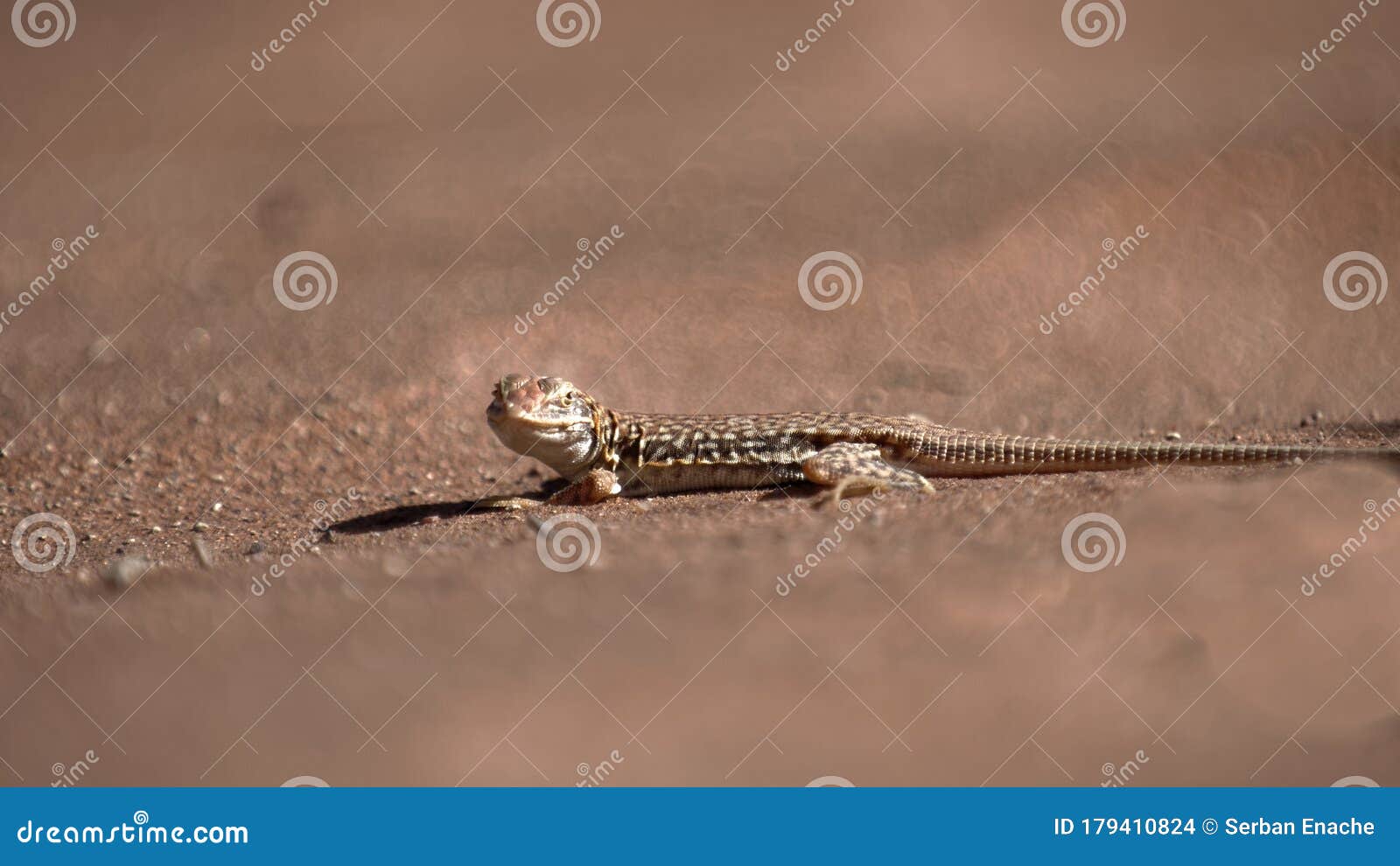 Shovel Snouted Lizard. NAMIB DESERT Stock Photo - Image of flower ...