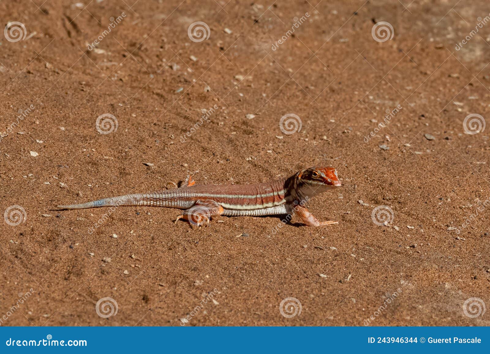 Shovel-snouted Lizard in Namibia Stock Photo - Image of human, ecology ...