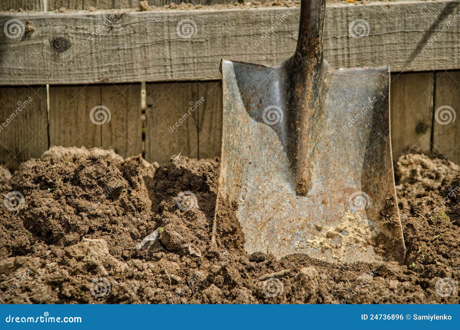 Shovel in the soil stock photo. Image of lawn, nature - 24736896