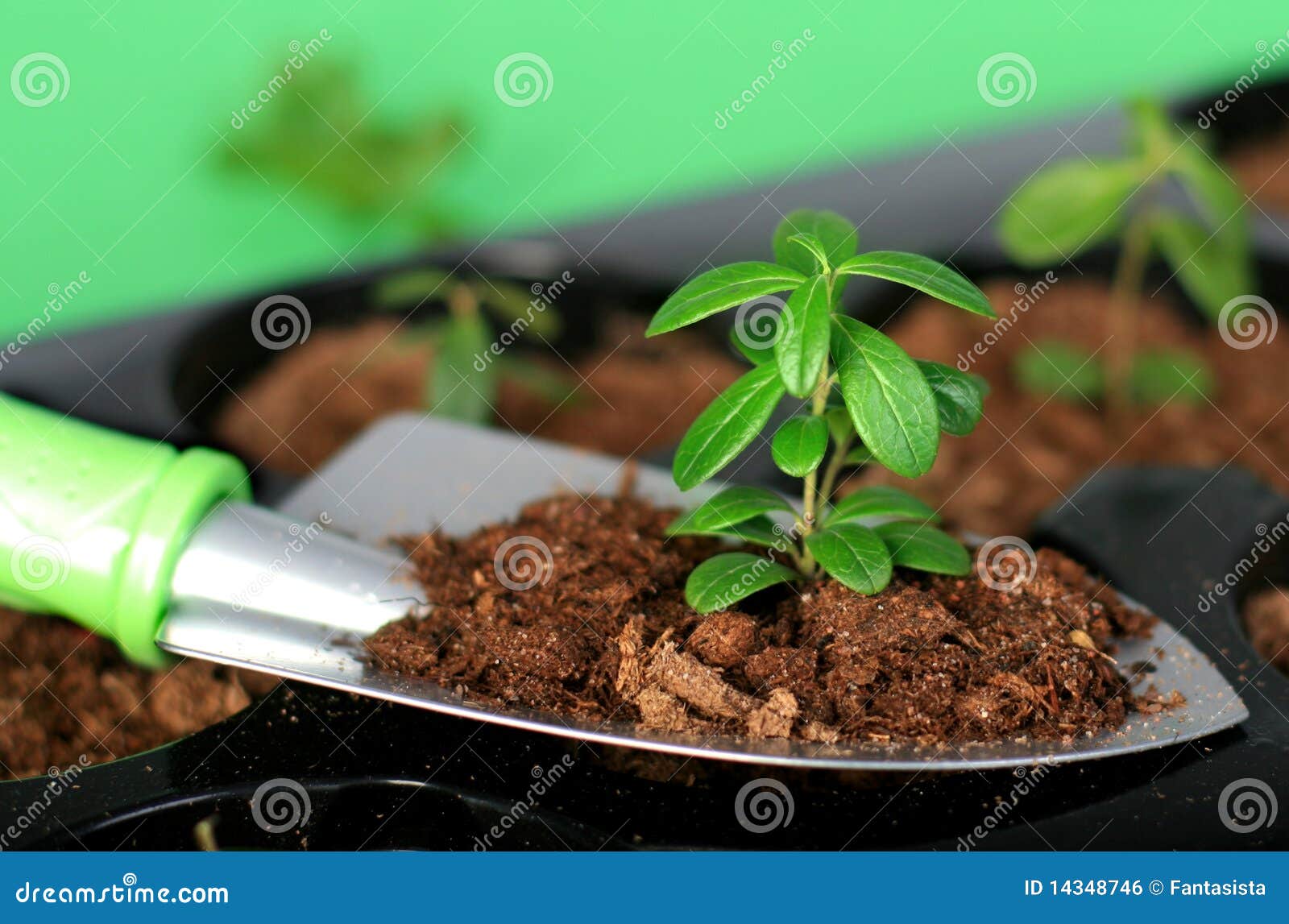 Shovel with Soil and Plant. Stock Photo - Image of garden, shovel: 14348746