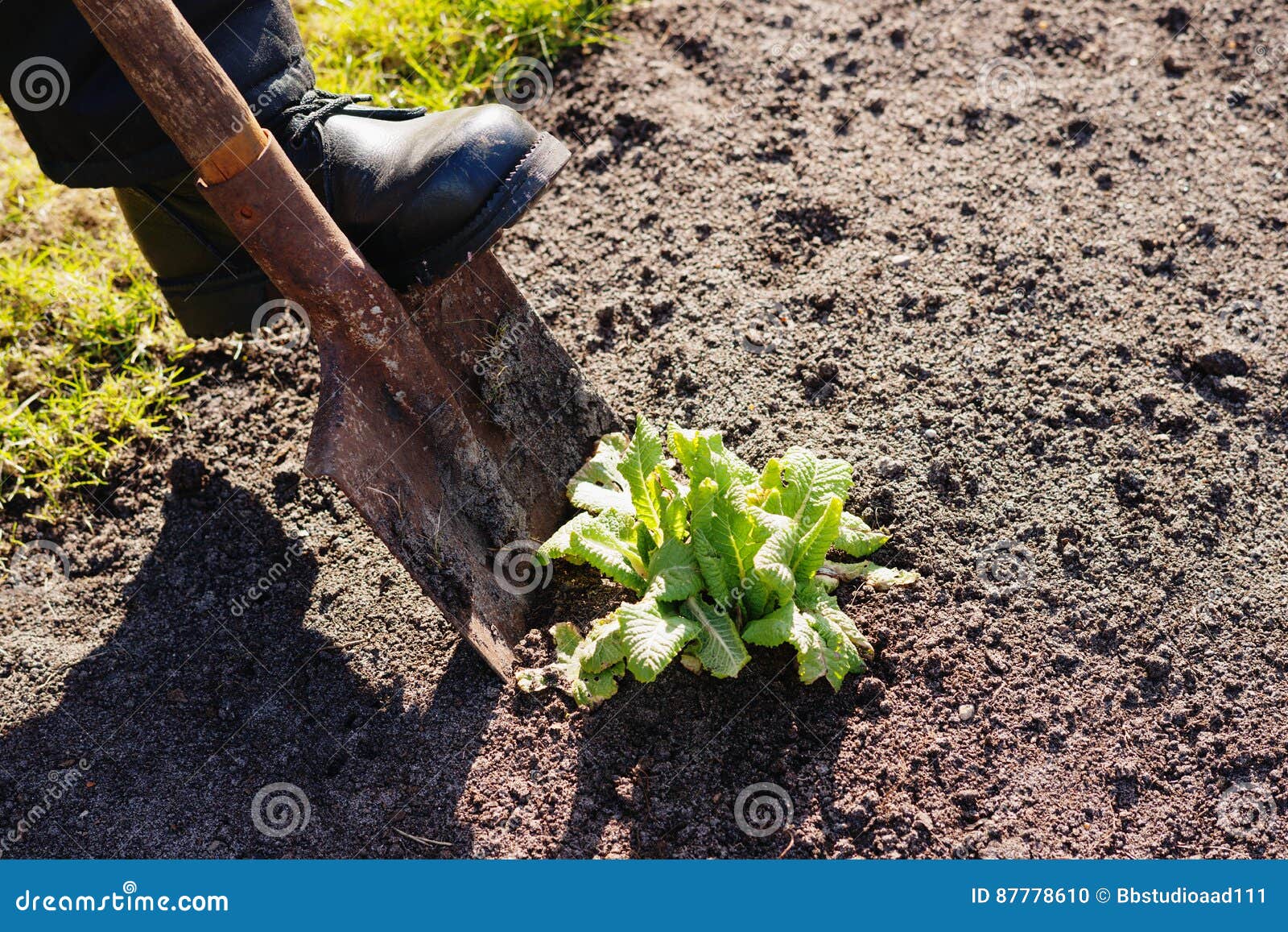 Shovel with soil and plant stock photo. Image of grow - 87778610