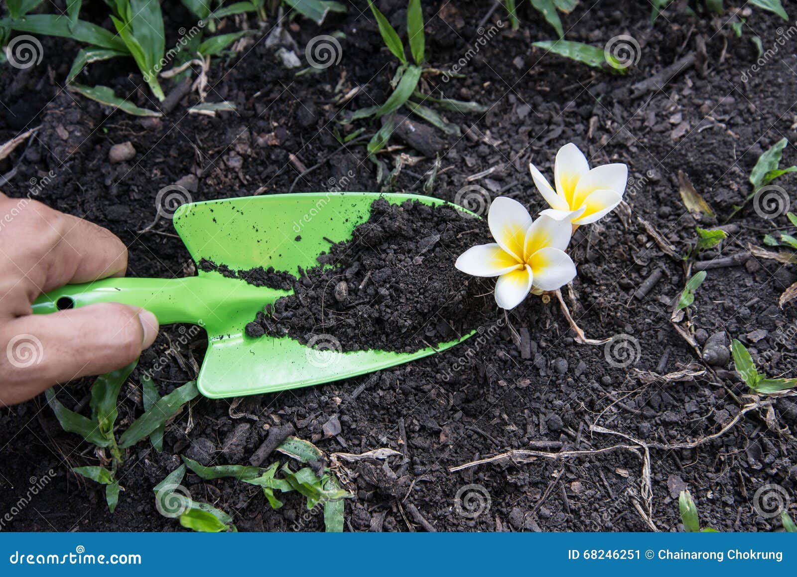 Shovel Spoons Digging Soil and Plumeria Stock Image - Image of dirt ...