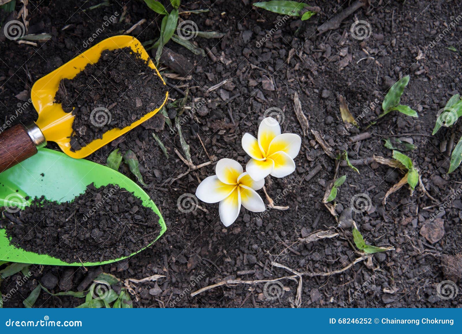 Shovel Spoons Digging Soil and Plumeria Stock Photo - Image of flower ...