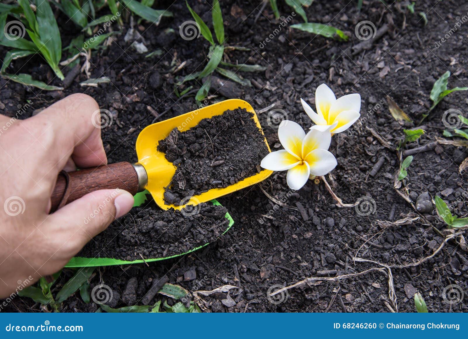 Shovel Spoons Digging Soil and Plumeria Stock Photo - Image of scoop ...