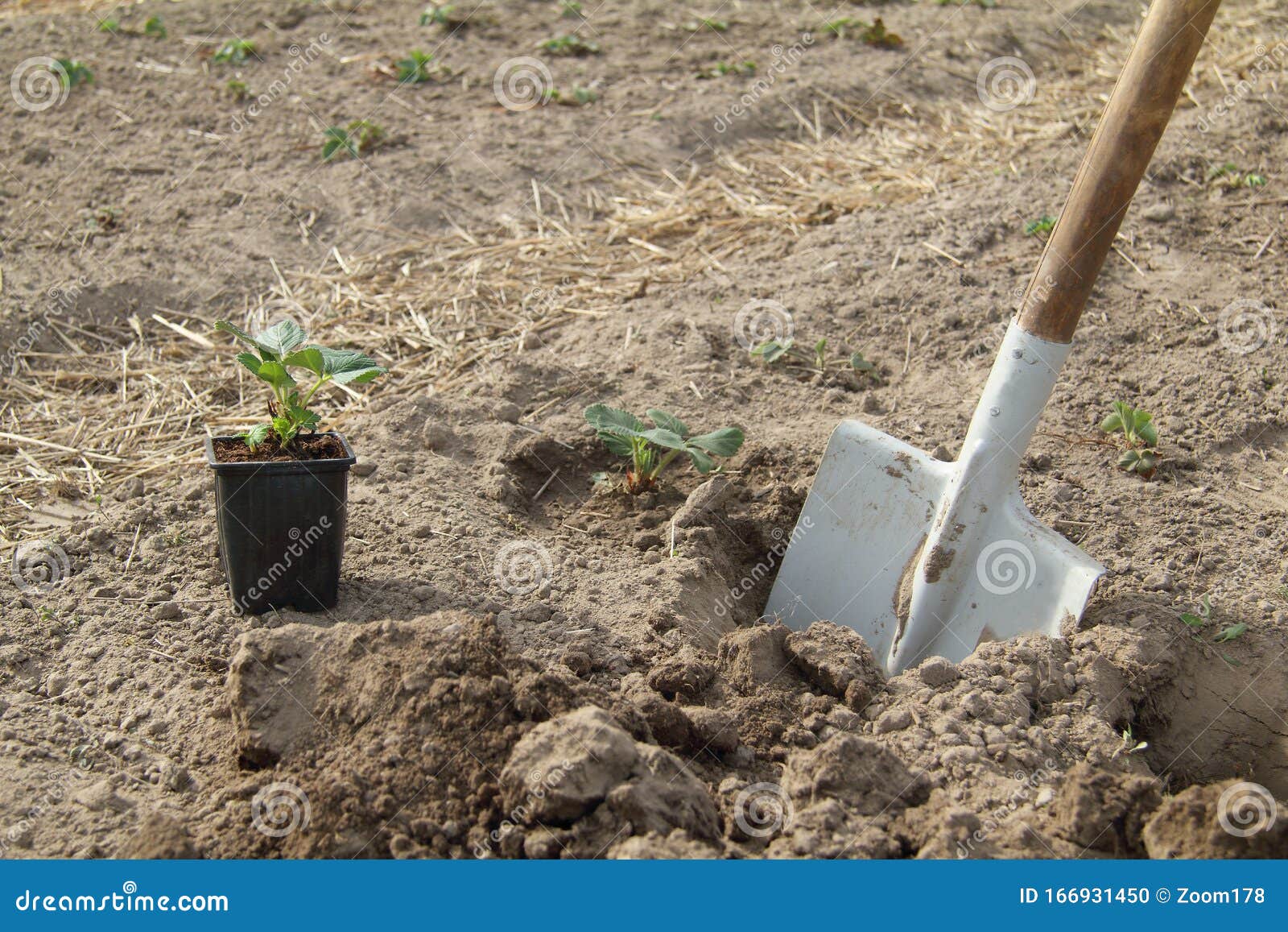 Digging a Garden in the Spring Stock Photo - Image of soil, garden ...
