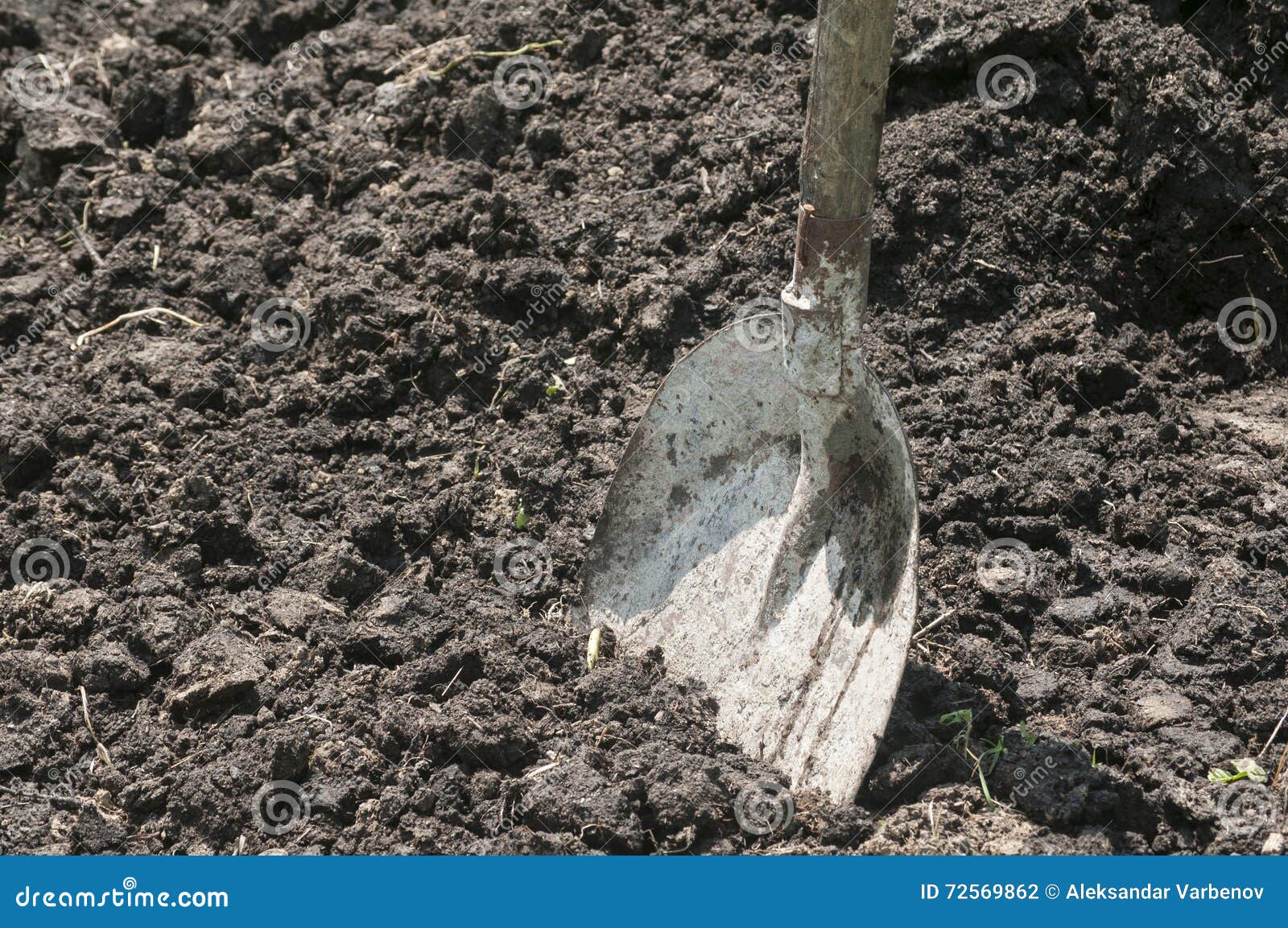 Shovel stuck in manure stock photo. Image of natural - 72569862