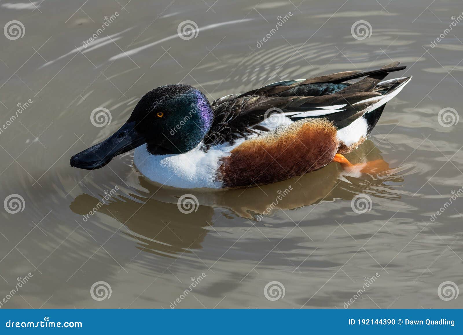 Shoveler Duck, Anas Clypeata, Drake Swimming To the Left Stock Photo ...