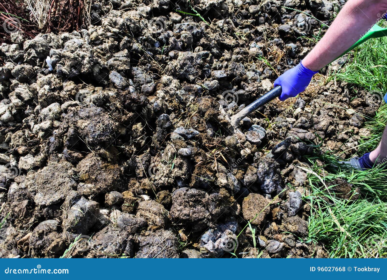 Shovelling horse manure stock photo. Image of shit, blue - 96027668