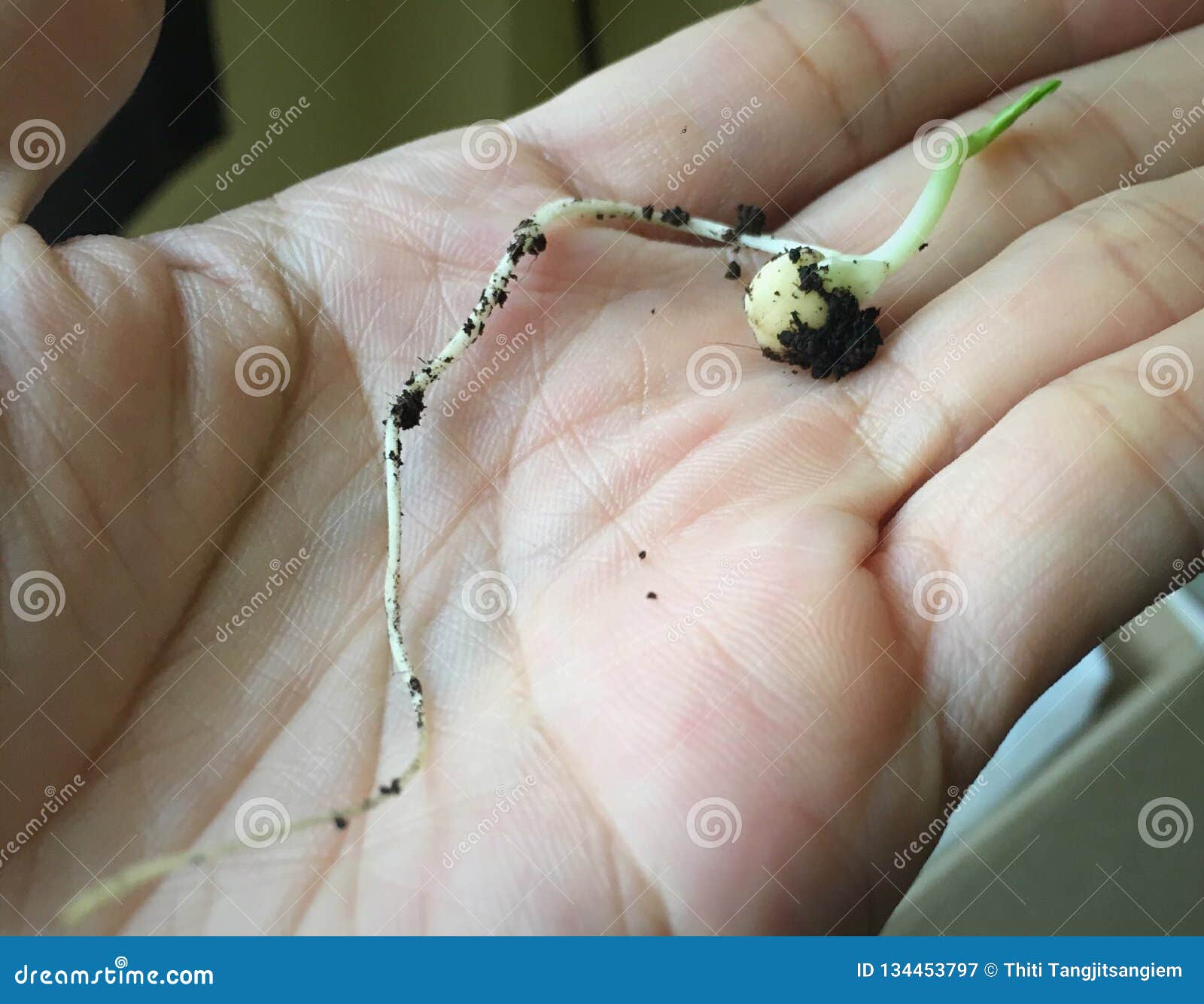 Baby seed on hand stock image. Image of tree, show, healthy - 134453797