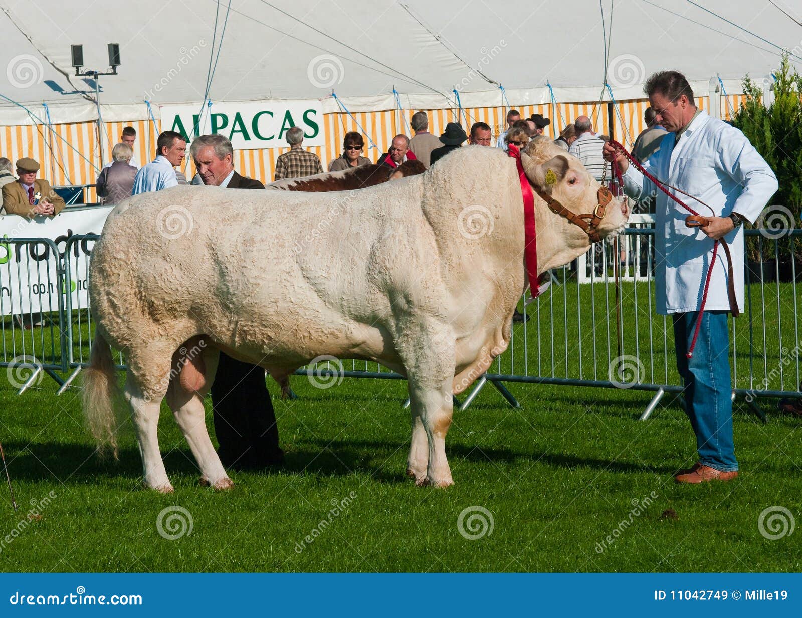 Show bull editorial stock image. Image of agricultural - 11042749