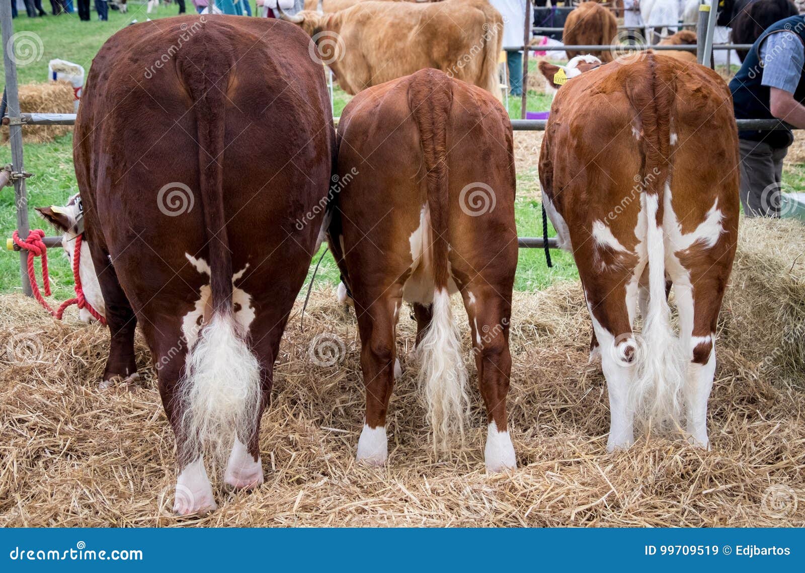 Show Cattle stock image. Image of contest, industry, show - 99709519