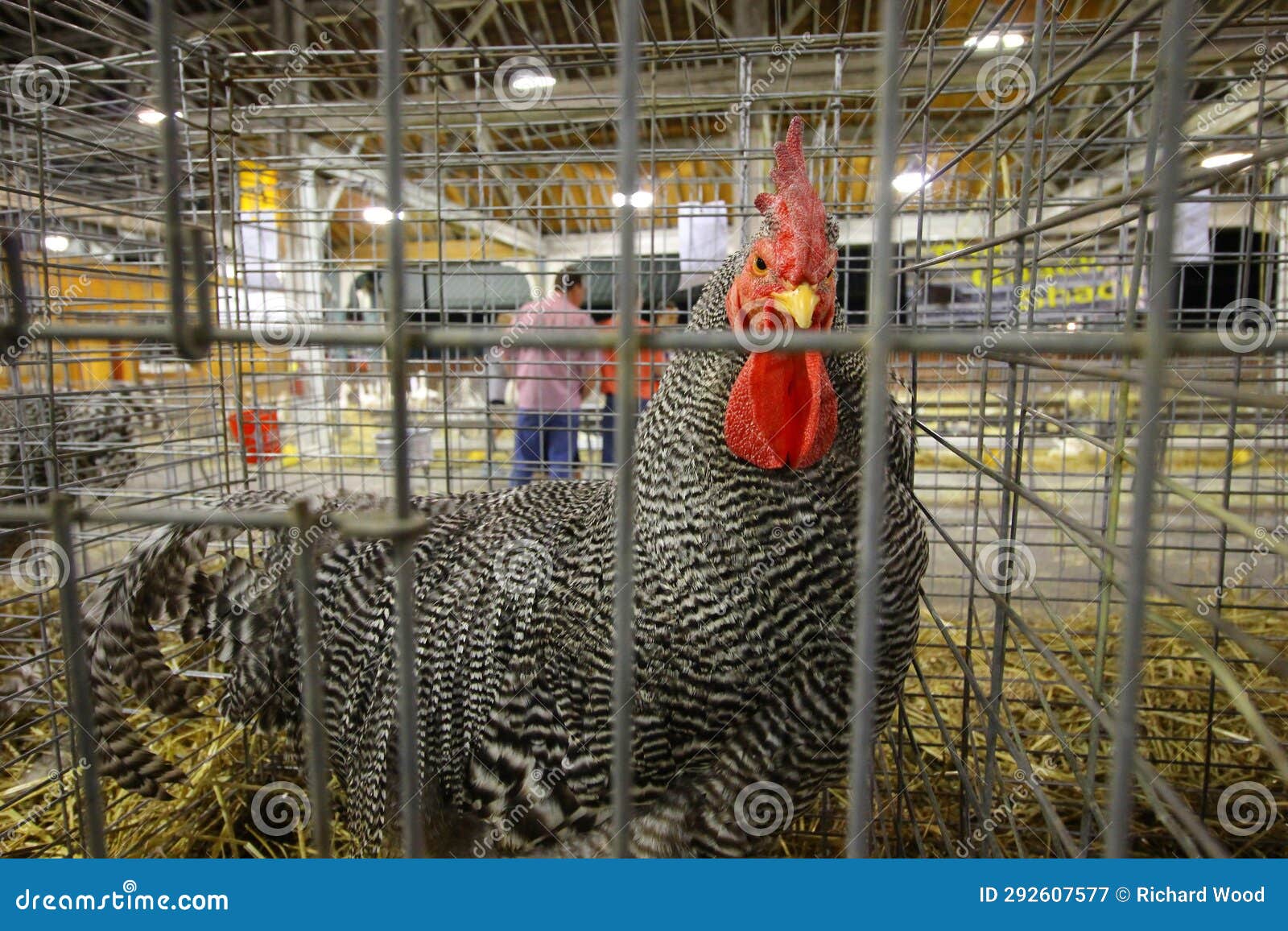 Show Chickens in a Cage Display Stock Image - Image of chicken, bird ...