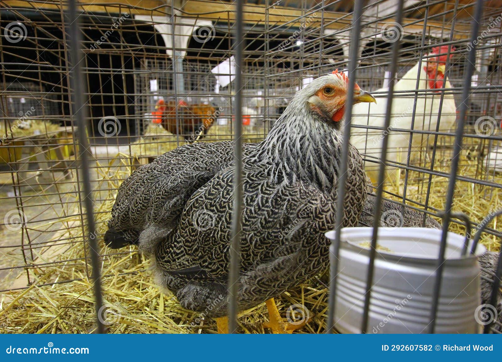 Show Chickens in a Cage Display Stock Photo - Image of show, chicken ...