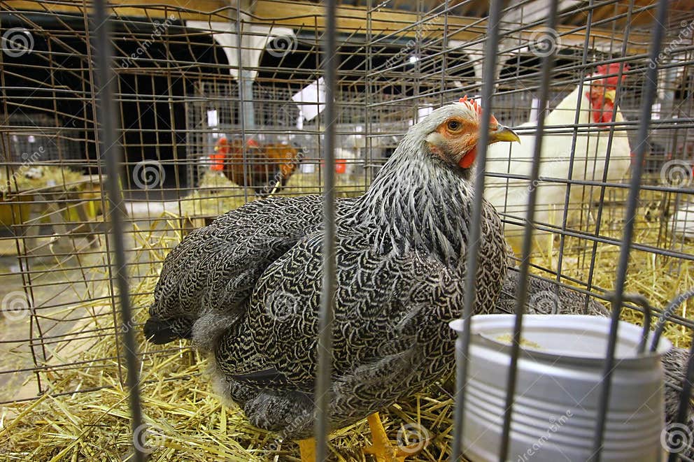 Show Chickens in a Cage Display Stock Photo - Image of show, chicken ...
