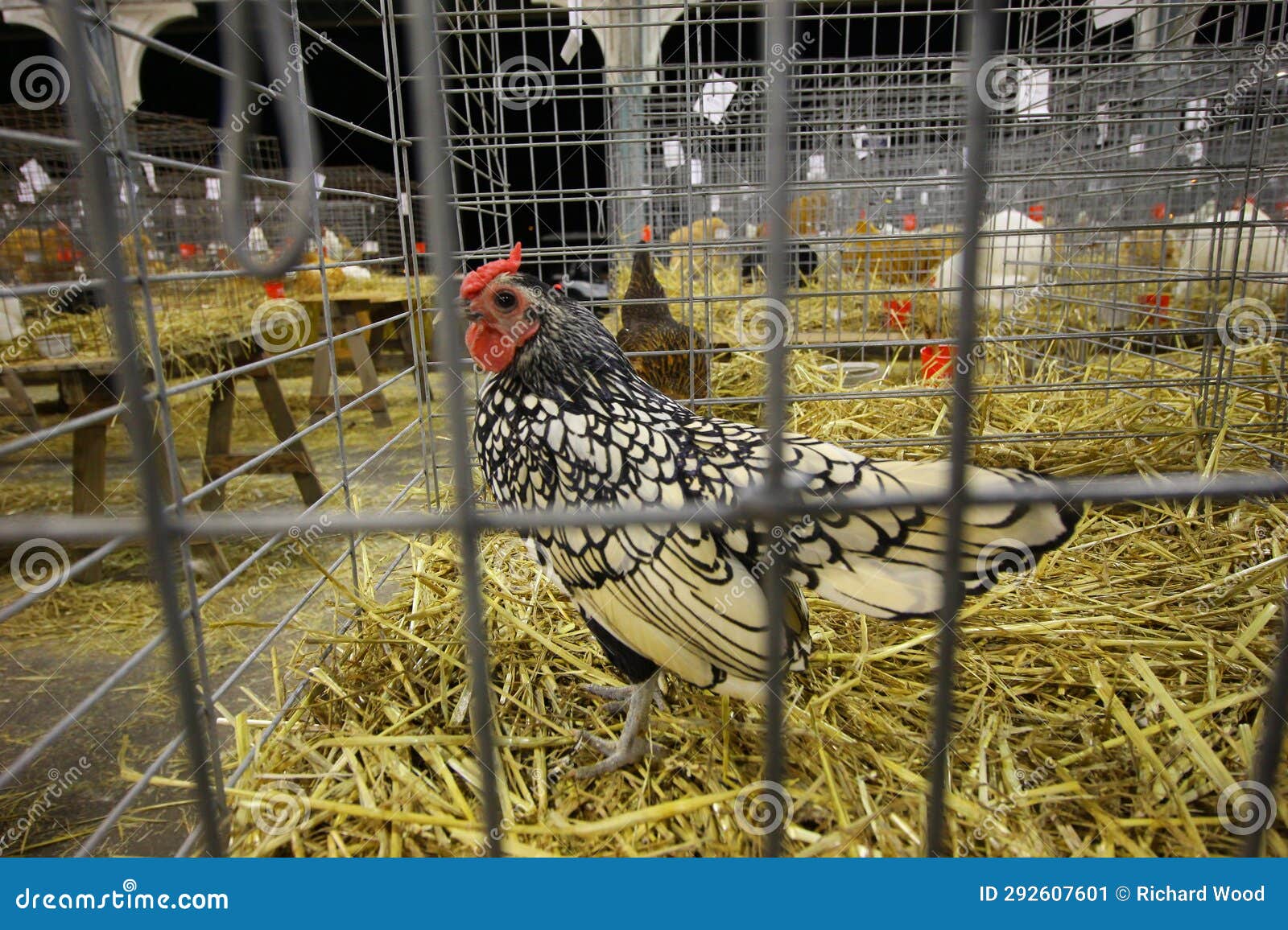 Show Chickens in a Cage Display Stock Image - Image of display, chicken ...