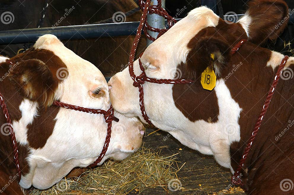 Show Cows stock photo. Image of farms, fair, critters, farm - 12096