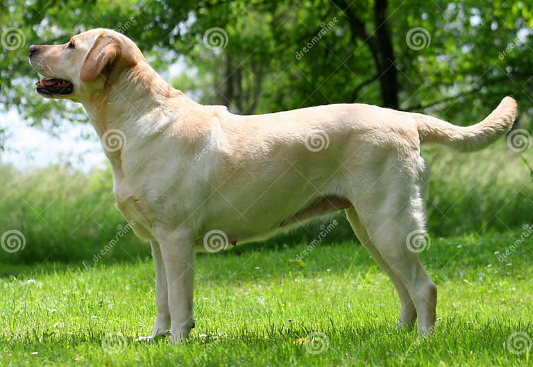 Show Dog stock photo. Image of breed, female, puppy, pure - 139326