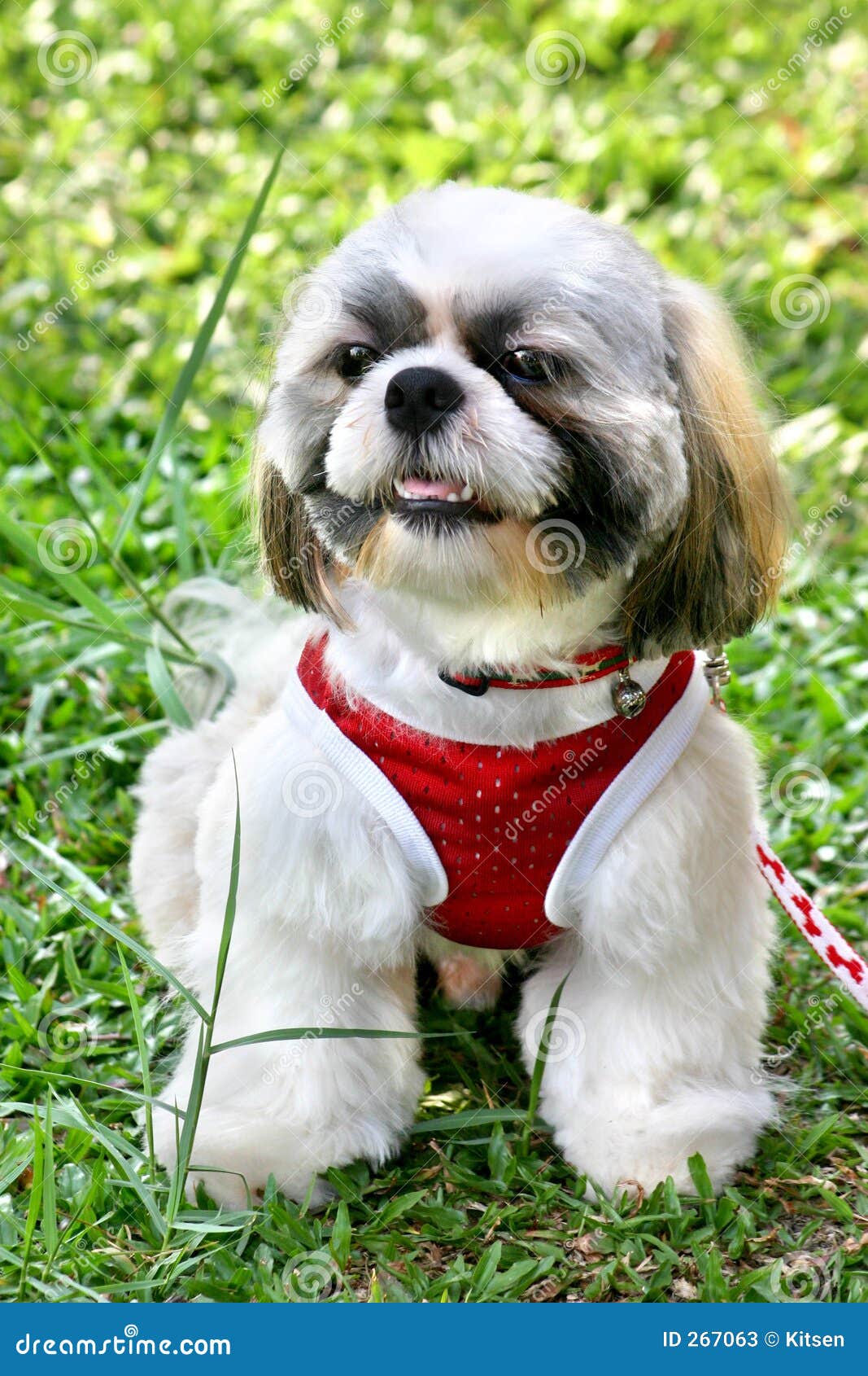 Show-dog Shih Tsu stock image. Image of long, puppy, collared - 267063