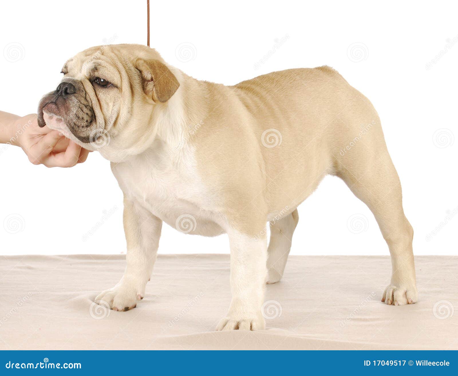 Show dog stacked stock image. Image of proud, friend - 17049517
