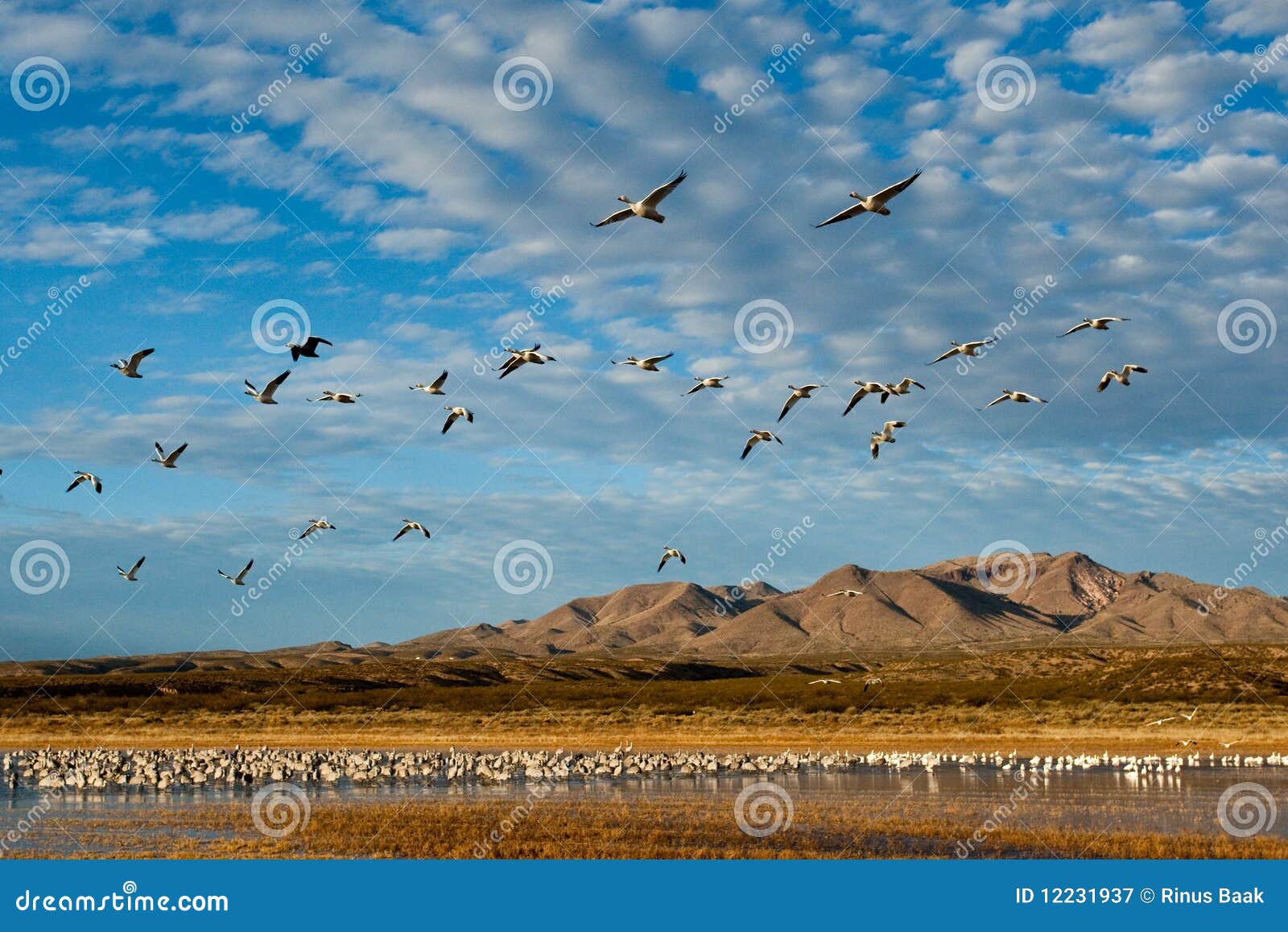 Show Geese stock image. Image of environment, lands, pond - 12231937