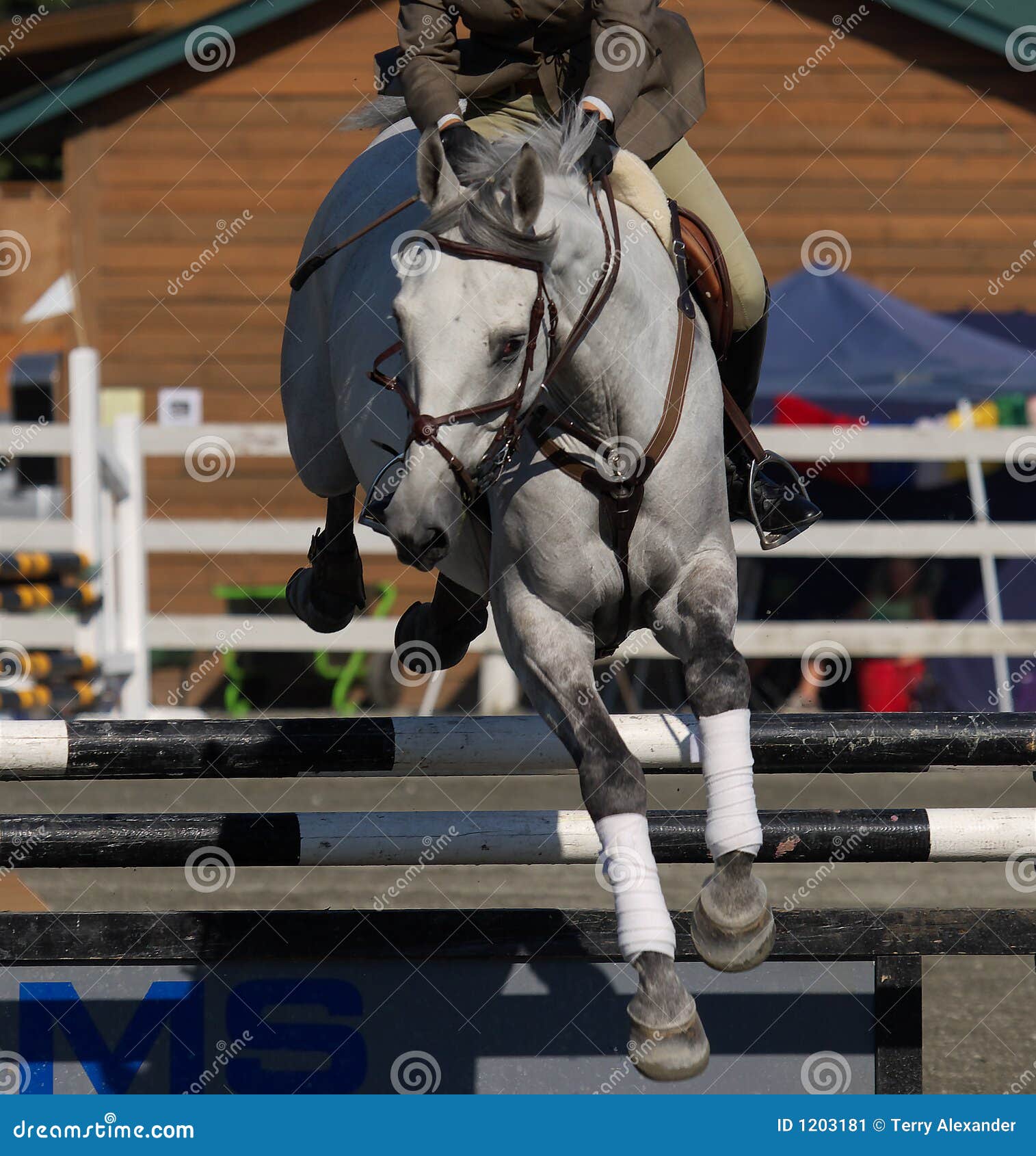 Show jumper stock image. Image of mare, competition, horse - 1203181