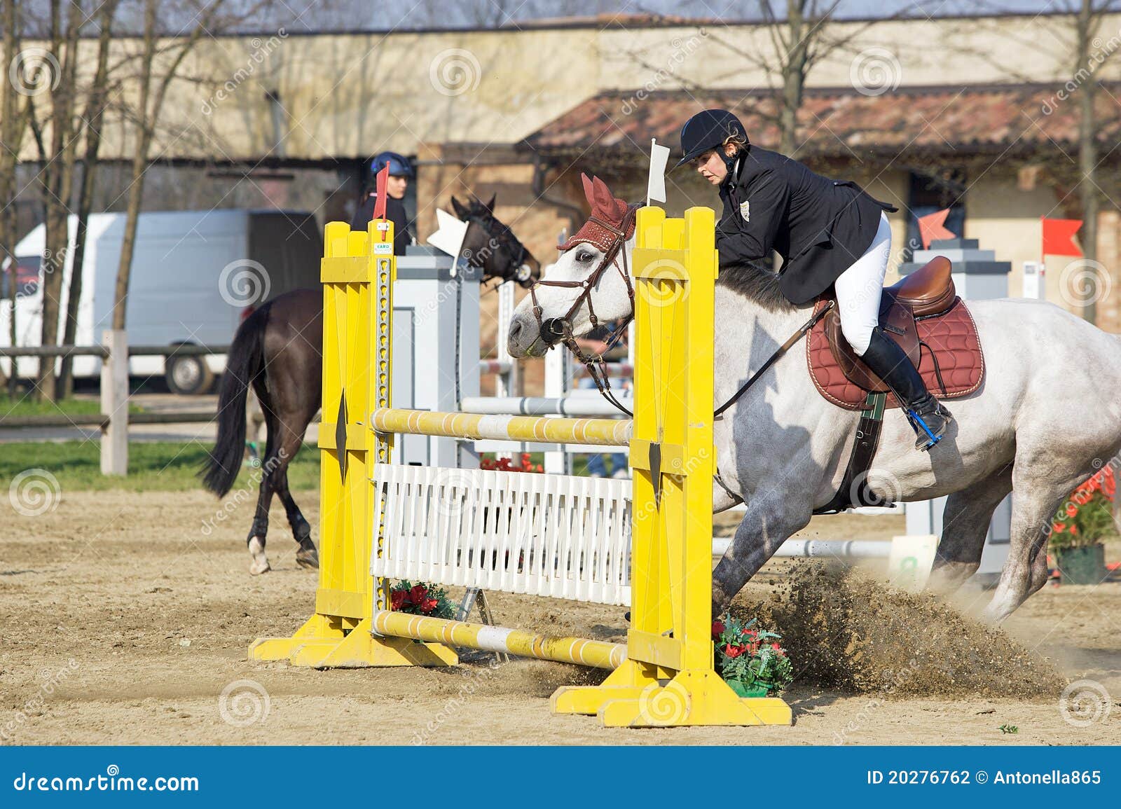 Show jumping editorial photography. Image of mammal, ride - 20276762