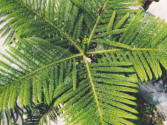 Show leaf looking awesome stock image. Image of spruce - 182909029