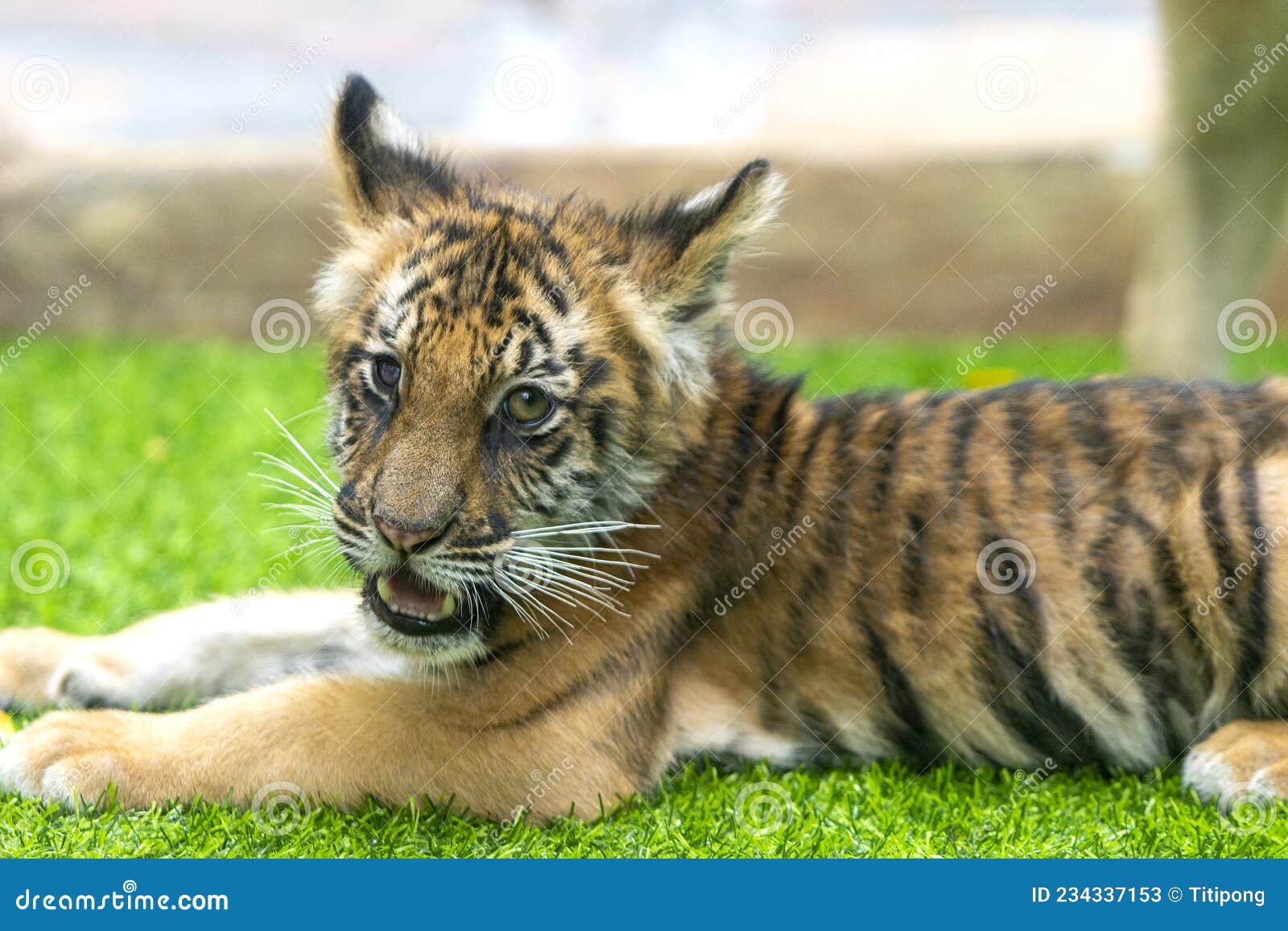 Show the Little Tiger Cubs Playing in the Zoo Stock Image - Image of ...