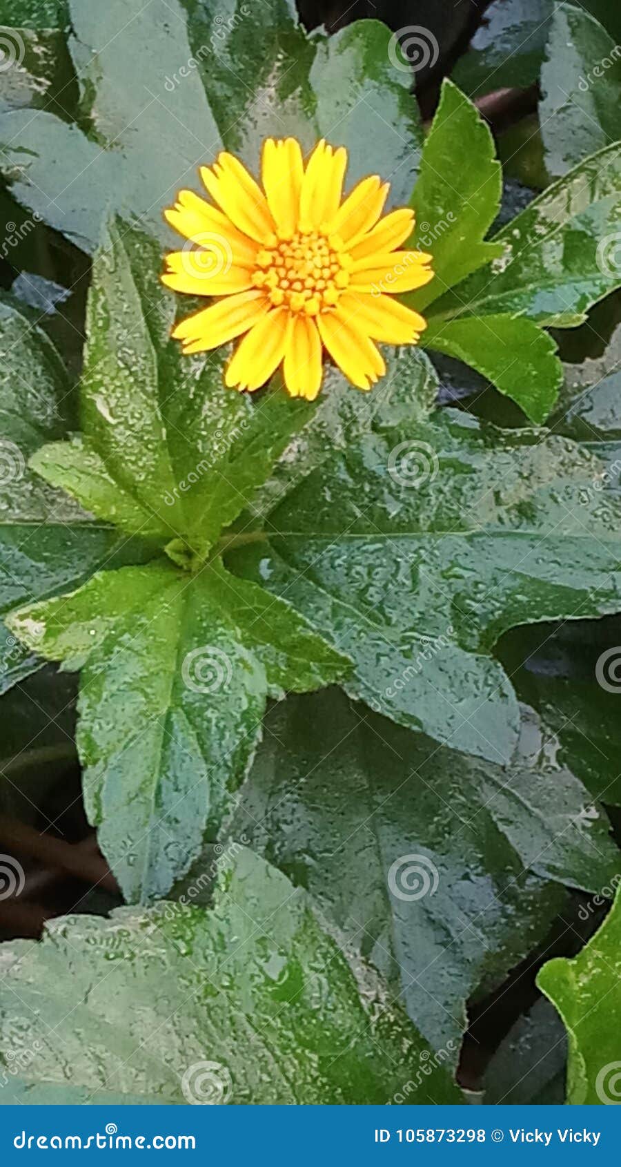 Show me the picture stock photo. Image of nice, show - 105873298