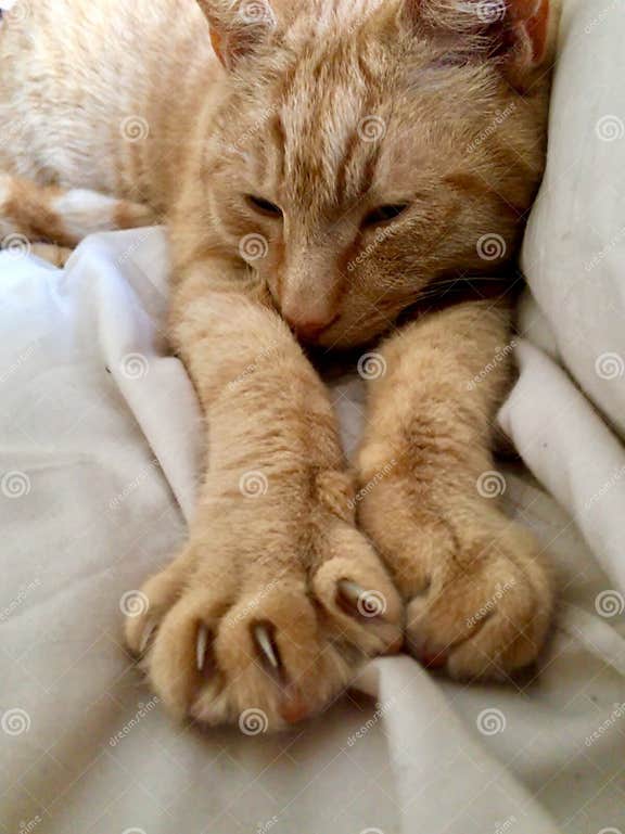 Show me your claws stock image. Image of claws, tabby - 109728187