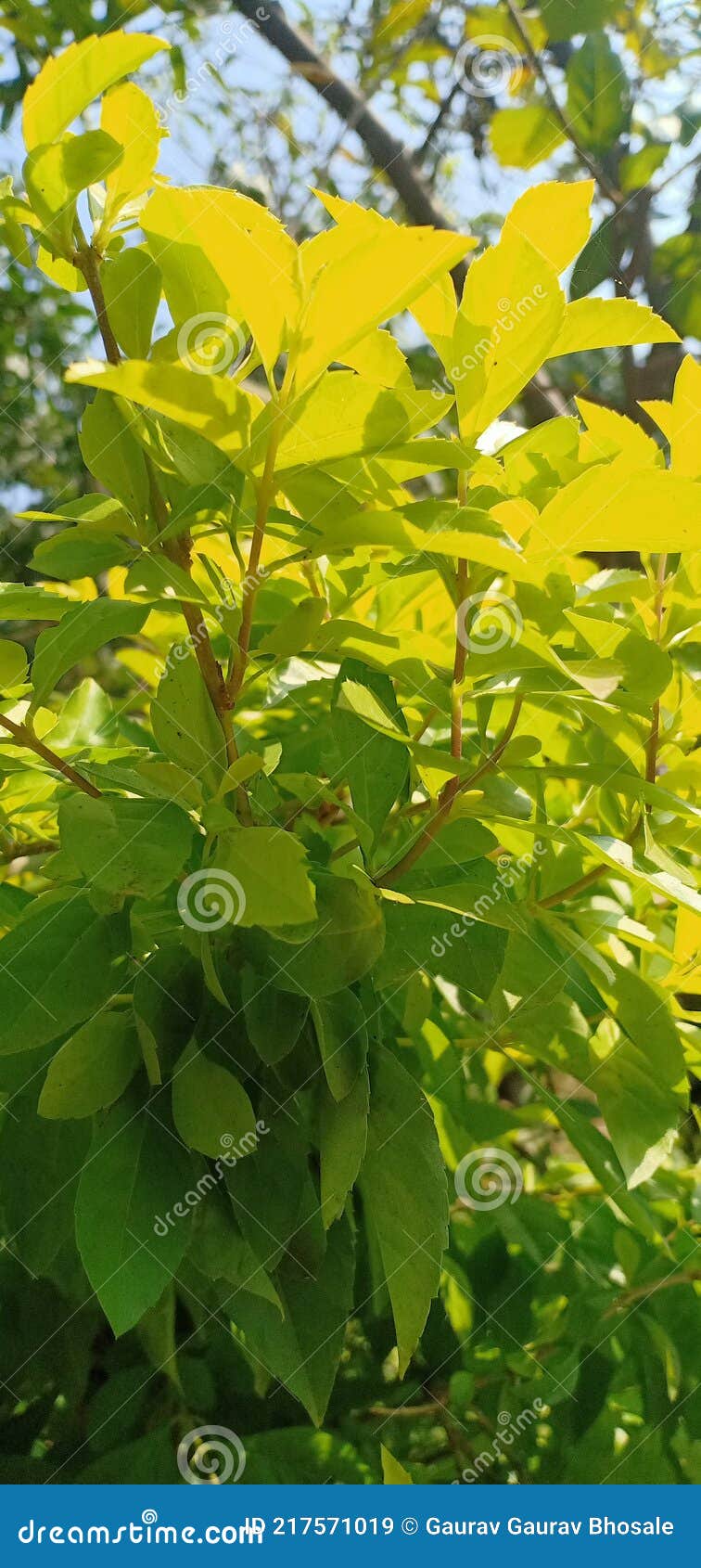 Show peace trees stock image. Image of peace, deciduous - 217571019