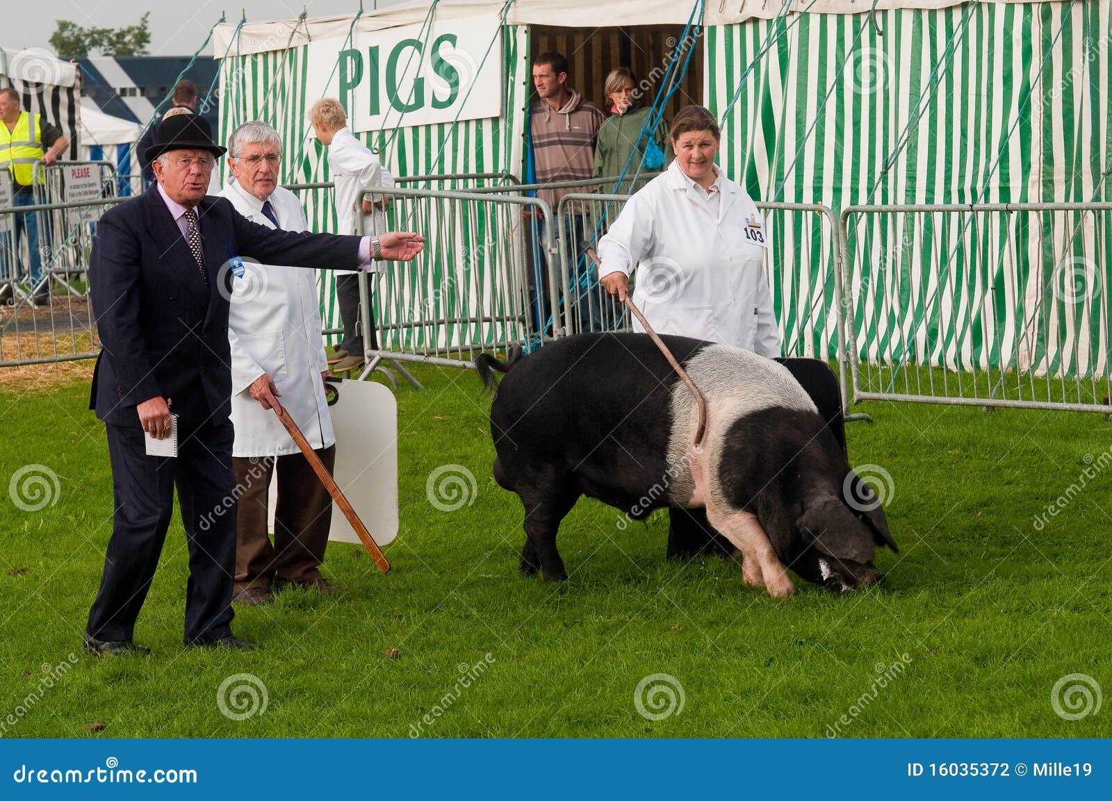 Show Pig editorial photography. Image of rural, country - 16035372