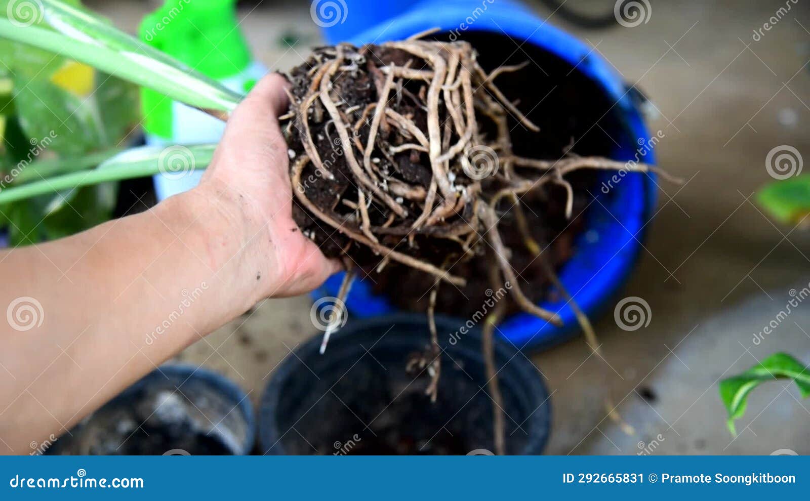 Root of Monstera Thai Constellation in Change Pot Time Stock Video ...
