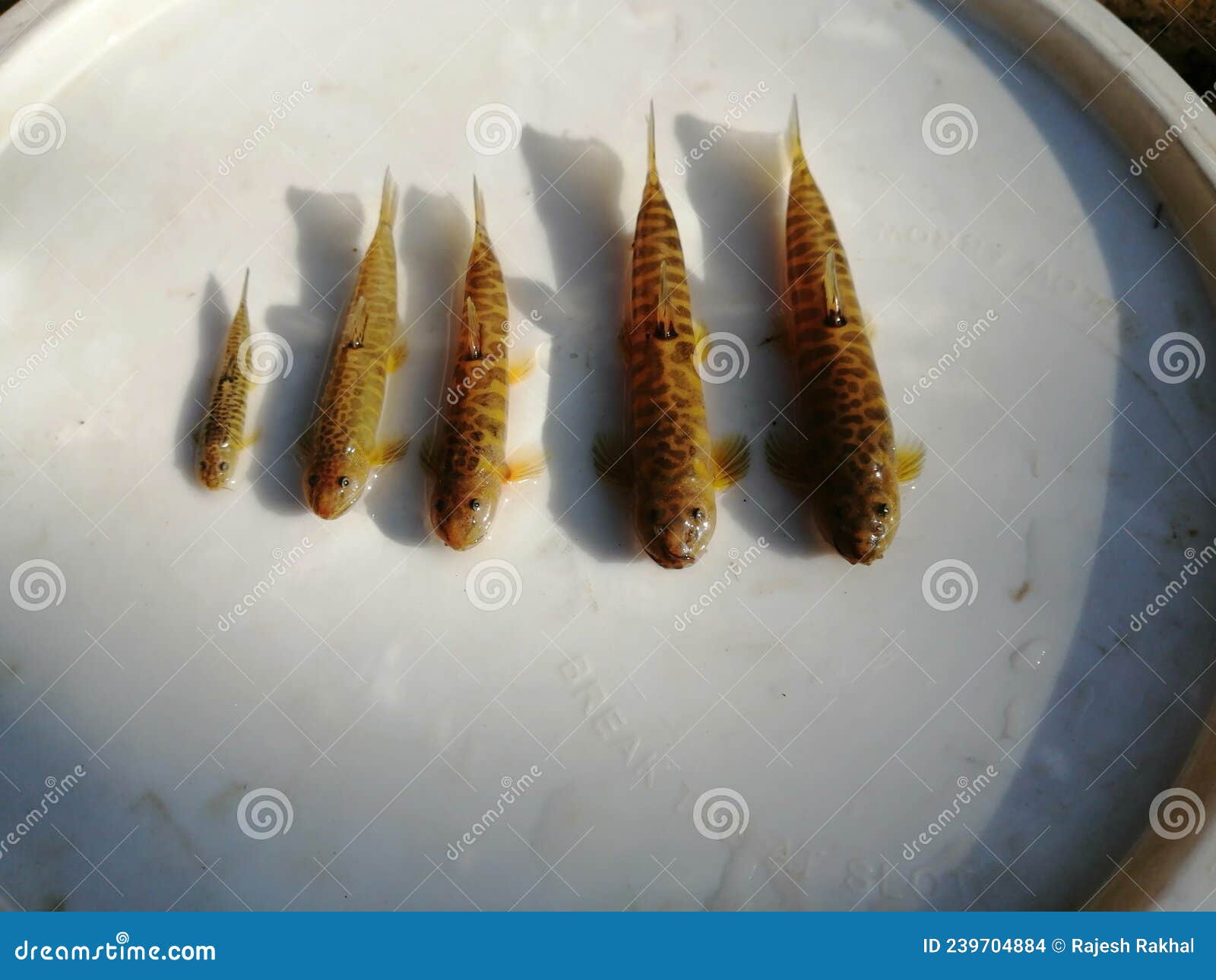 Ashala Stock Photos - Free & Royalty-Free Stock Photos from Dreamstime