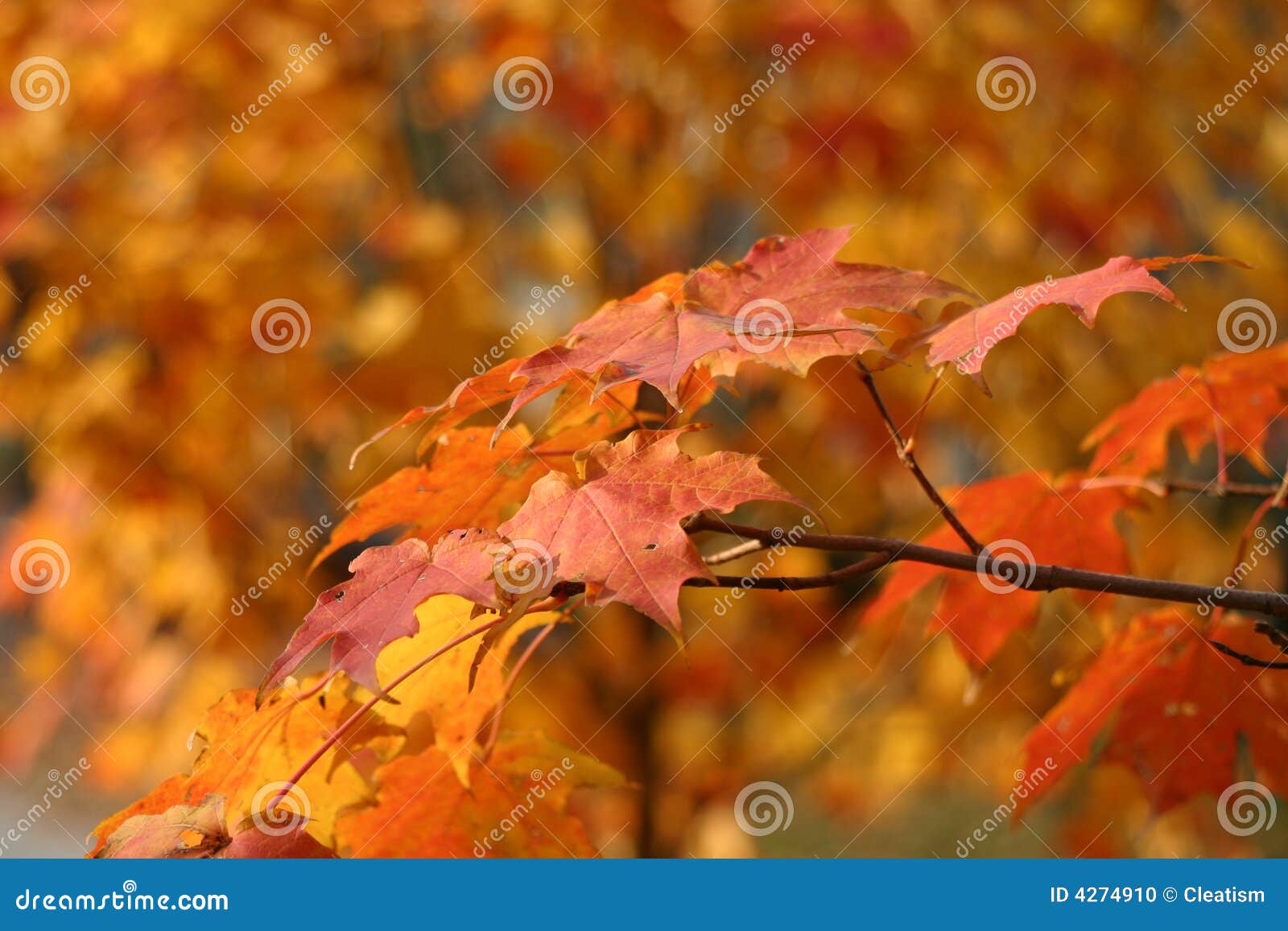 Show Time stock photo. Image of colorful, time, fall, leaves - 4274910