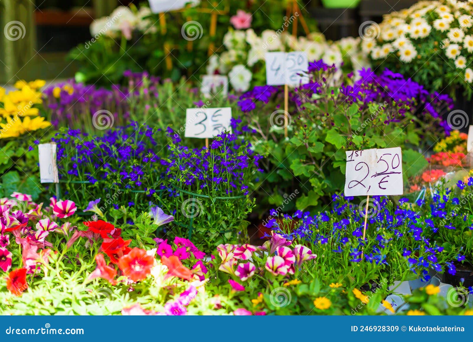 Showcase of a Flower Counter with Price Tags for Flowers Stock Image ...