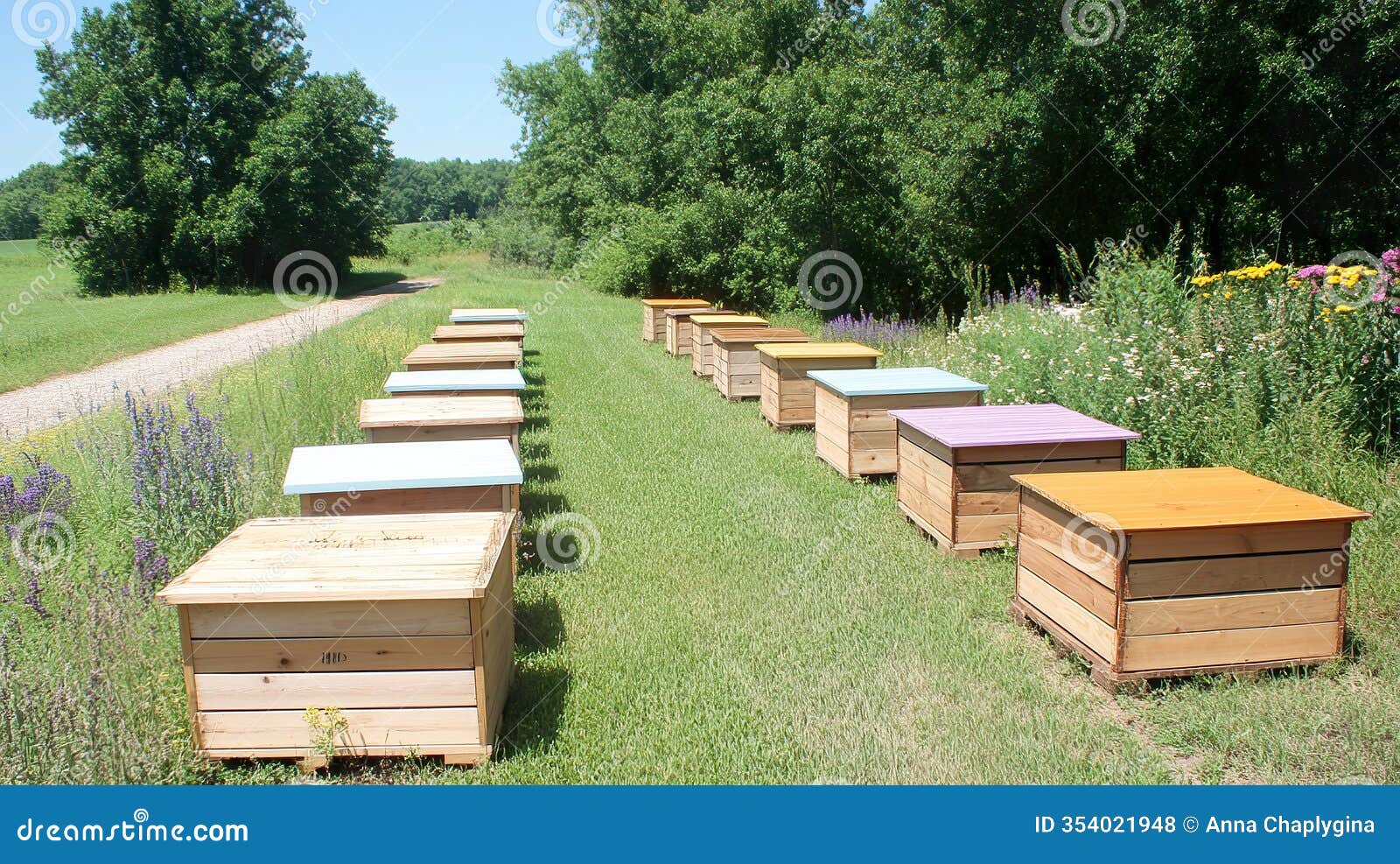 Showcasing Beehive Types and Designs in an Outdoor Setting Stock Photo ...