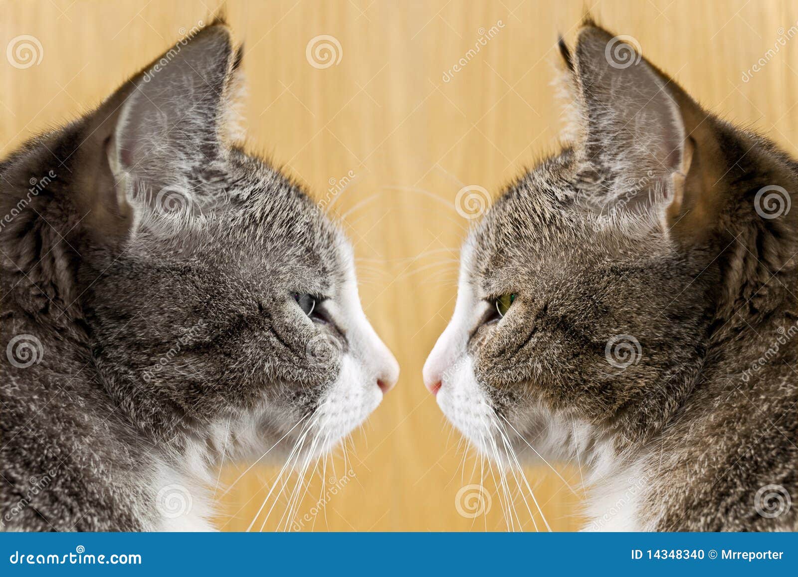 Showdown stock photo. Image of establish, funny, contestant - 14348340