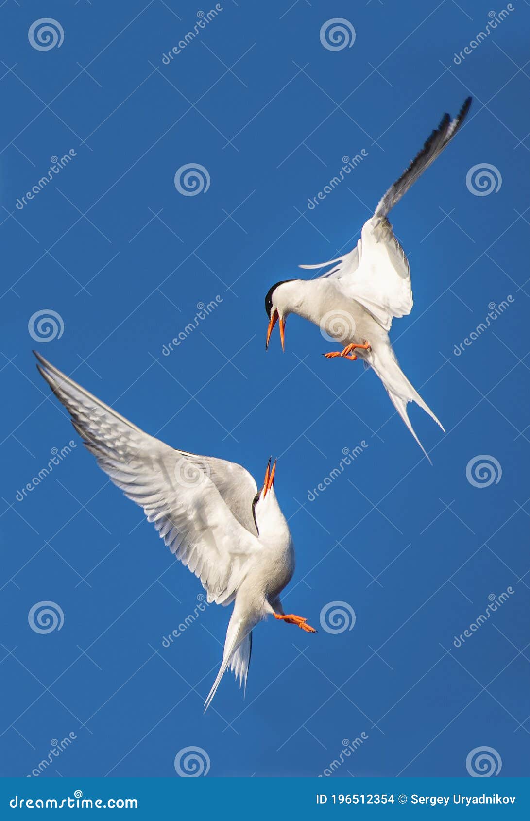 Showdown in the Sky. Common Terns Interacting in Flight Stock Photo ...