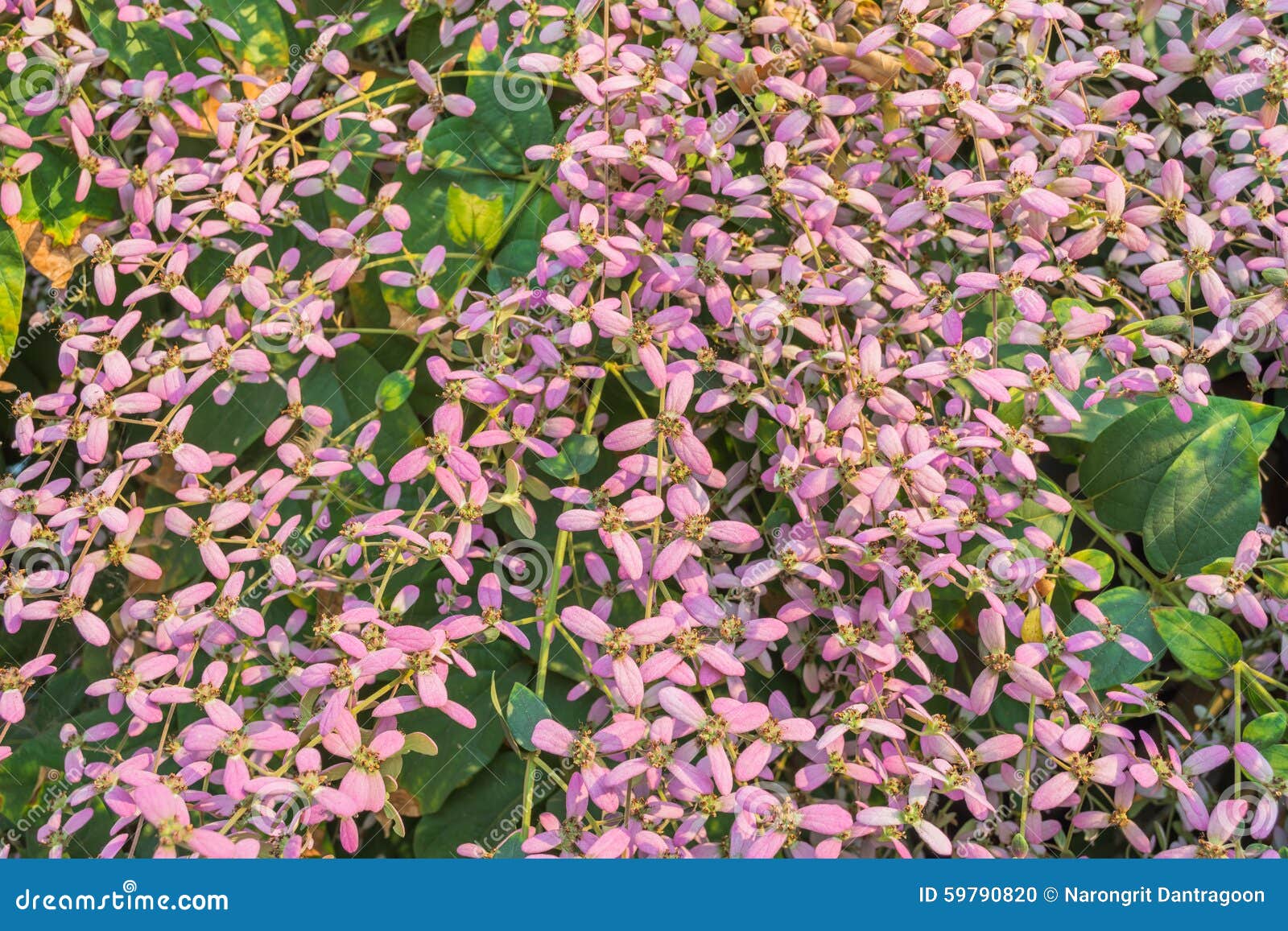 Shower Orchid stock photo. Image of morning, garden, light - 59790820