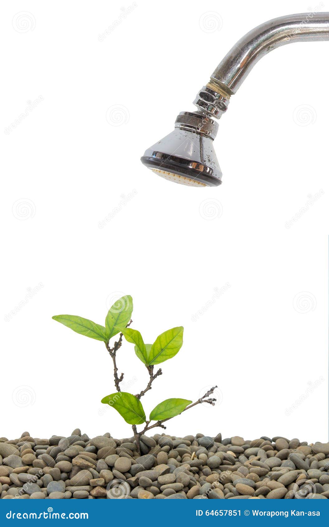Shower the plant stock image. Image of faucet, flowing - 64657851