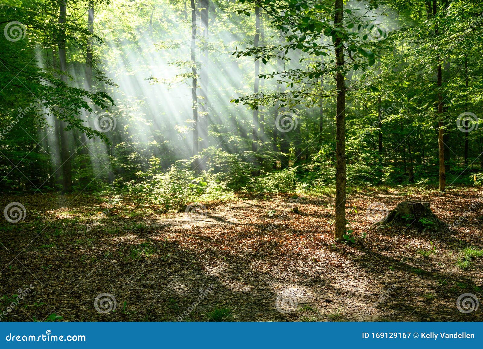 Shower of Sun Rays Falls through Forest Stock Image - Image of rays ...