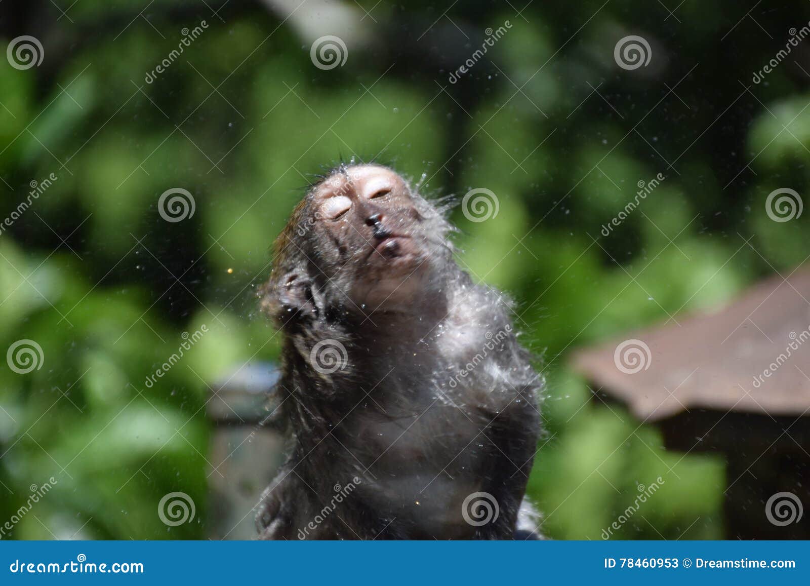 Showered monkey. stock image. Image of time, bath, monkey - 78460953