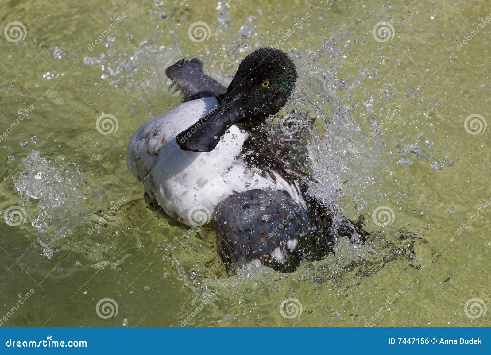 Showering duck stock photo. Image of white, spray, marila - 7447156