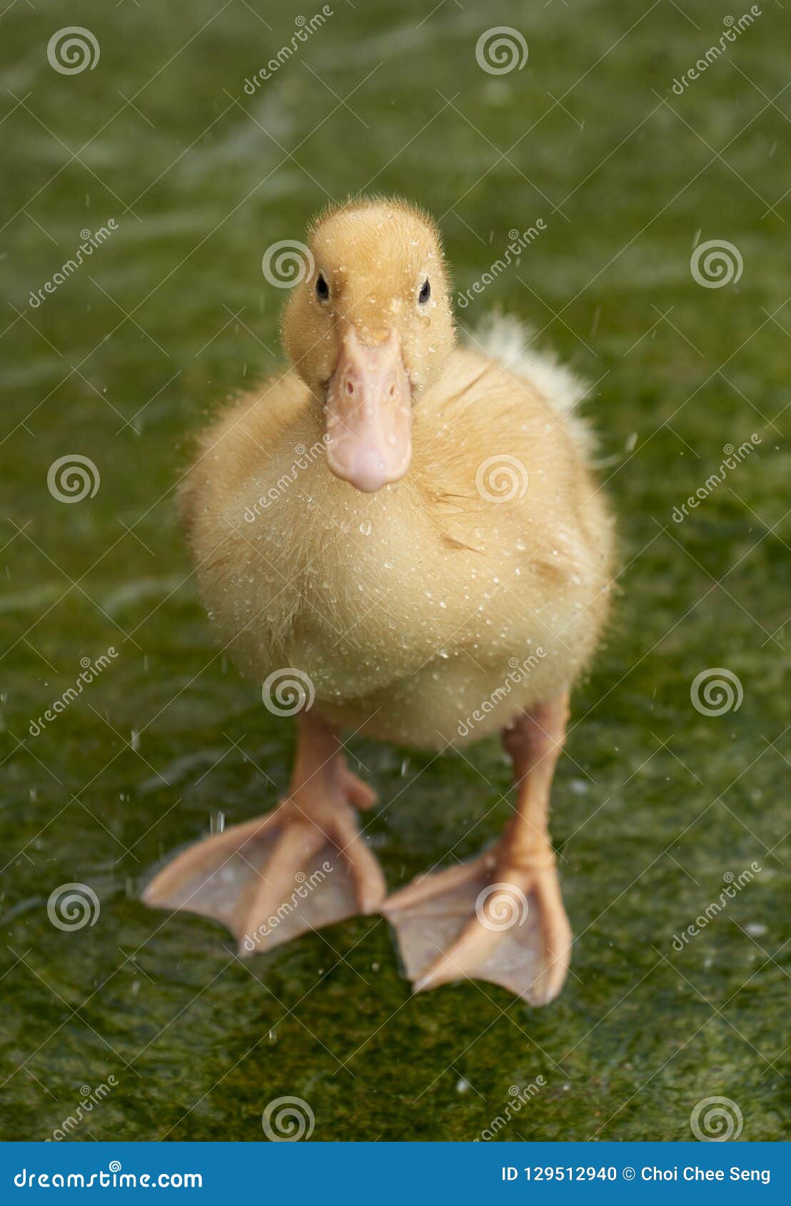 A showering duckling stock photo. Image of biological - 129512940