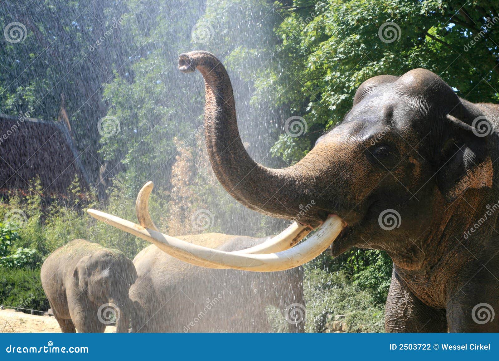Showering Elephants in Summer Stock Photo - Image of fang, lumbering ...