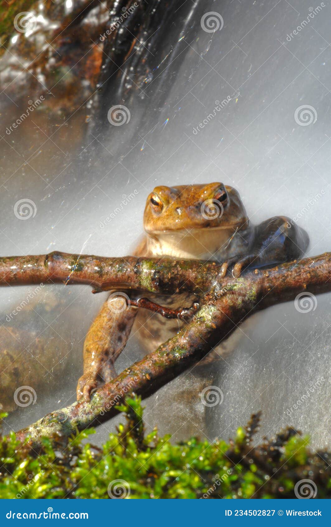 Showering Toad Watching You Stock Image - Image of nonchalant, kalt ...