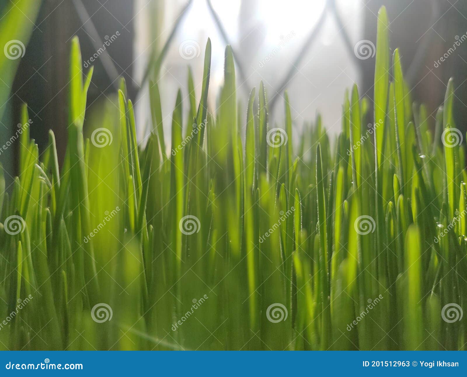 Showing Grass that is Indoors with Minimal Light Stock Image - Image of ...
