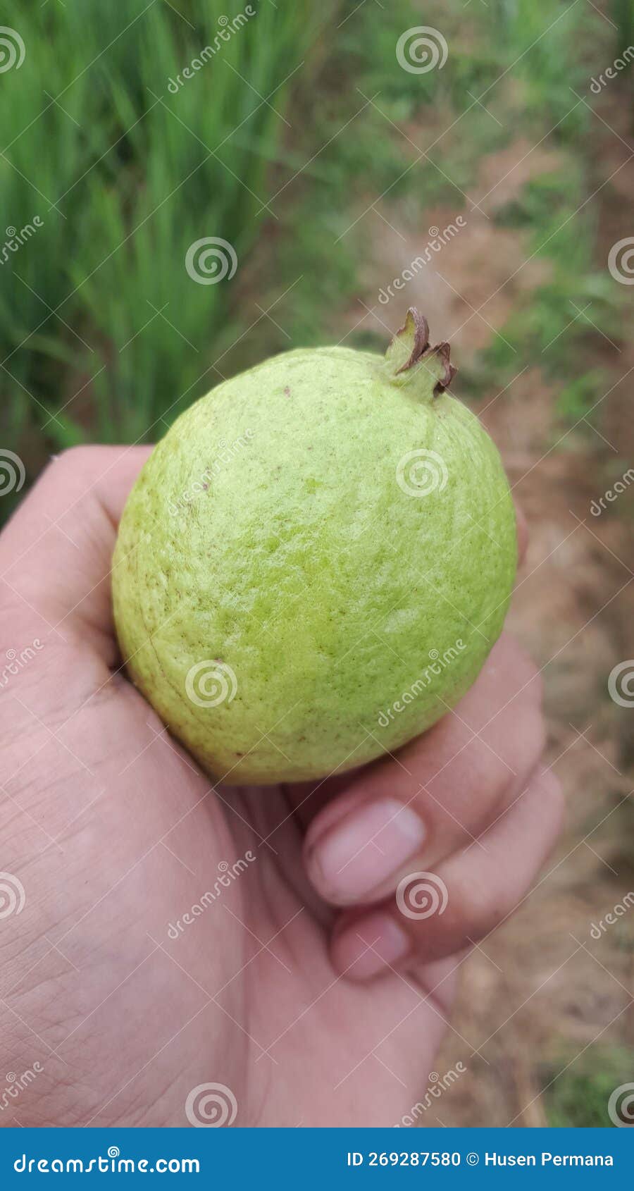 Ripe Guava Fruit Being Held Stock Photo - Image of guava, tree: 269287580